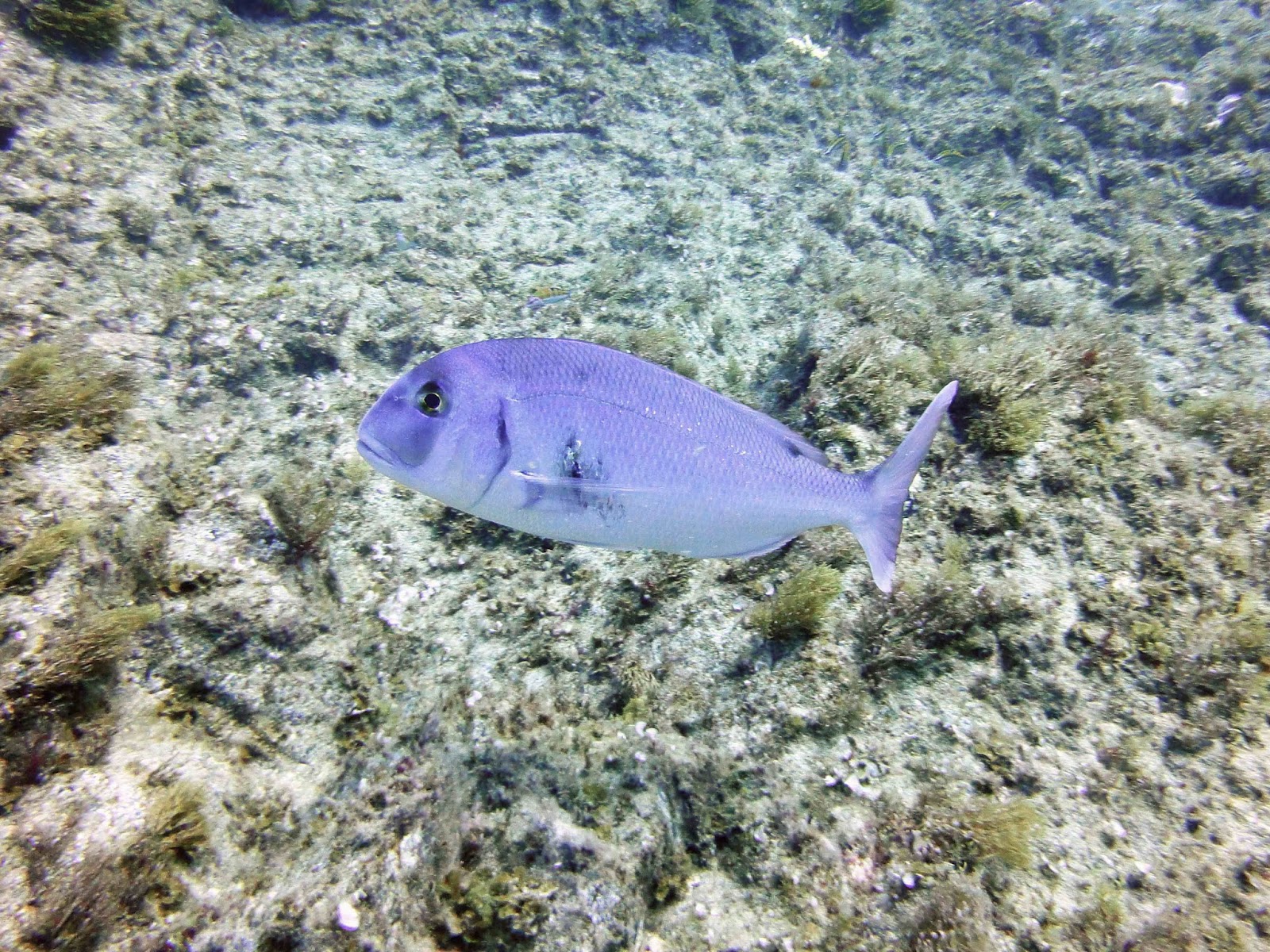 Check the Sea. Web de buceo y fotografía submarina de las Islas ...