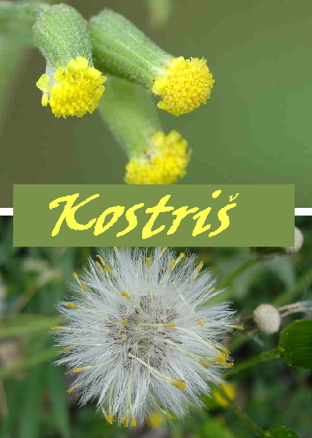 101 cvet : Planinski tetraptih - Deo drugi: Stara planina