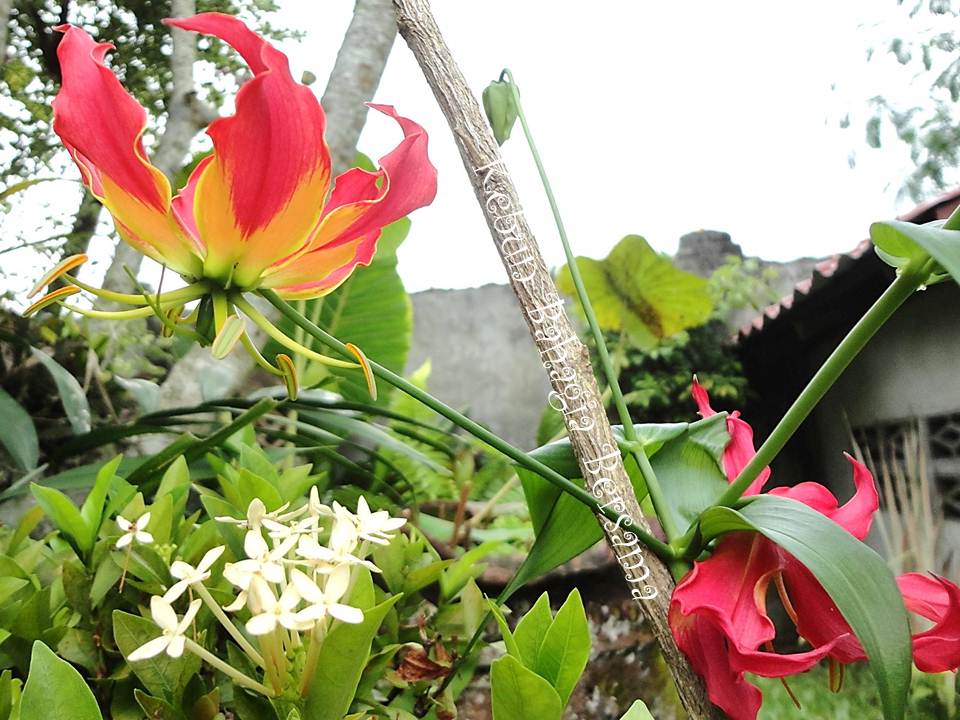 Kebun Bahagia Bersama: Gloriosa Lily Rothschildiana (Sunway pick up barang)