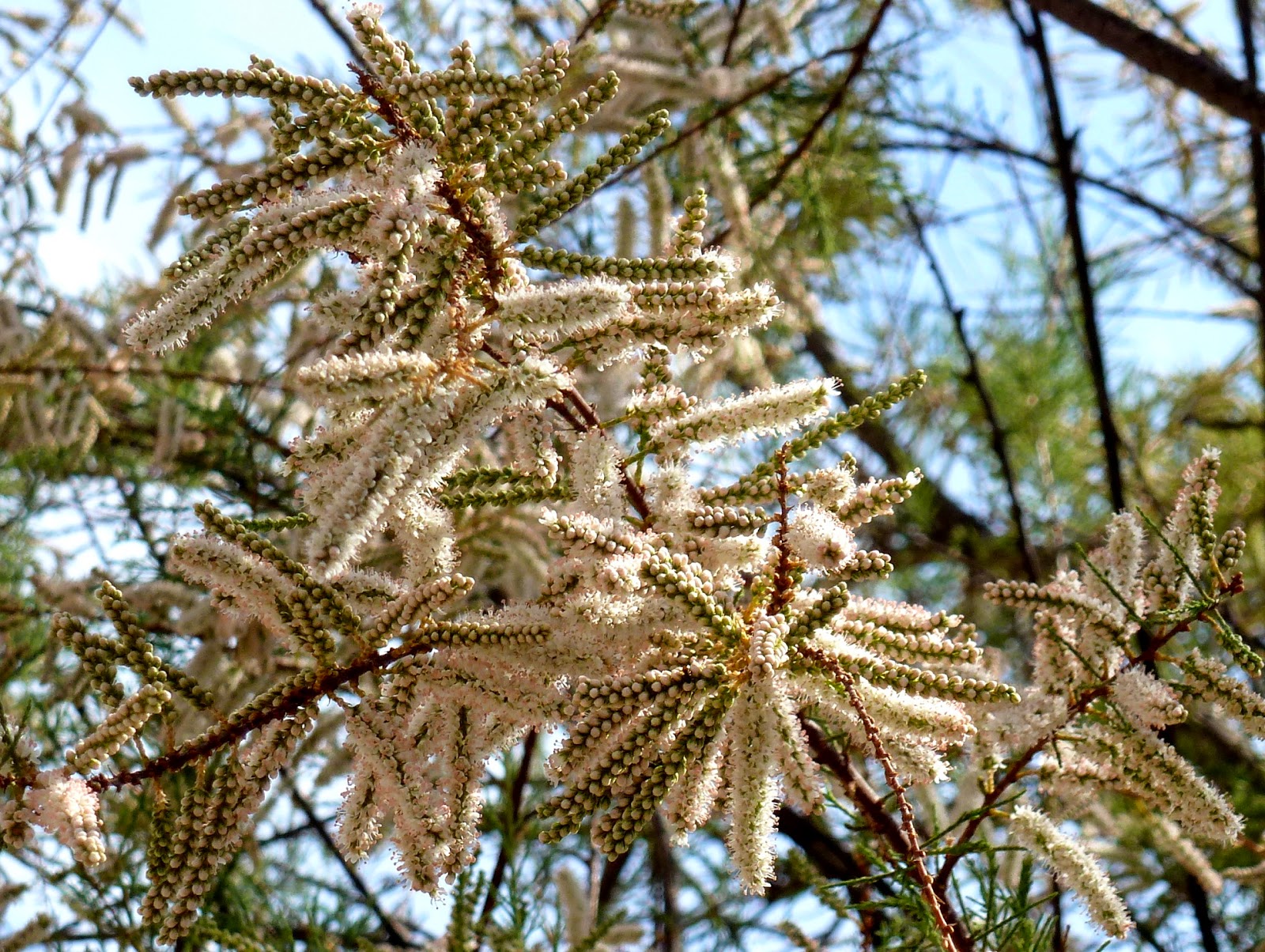 Árboles con alma: Tamarisco. Tamariu. (Tamarix gallica)