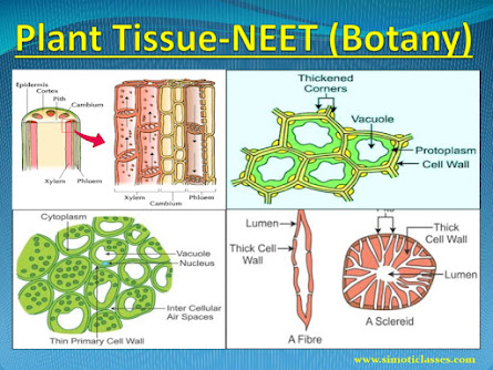 Plant Tissue - NEET (Botany) ~ Educational Consultant