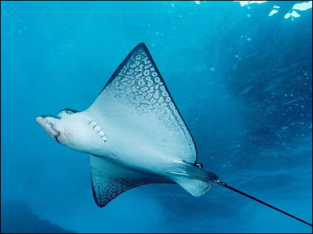 Gambar Insang Ikan Lengkap dengan Bagan Alur Pernafasan