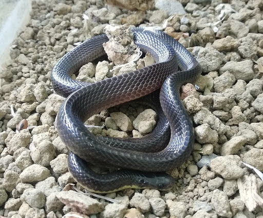 SPECIES OF SNAKES FOUND IN ASSAM