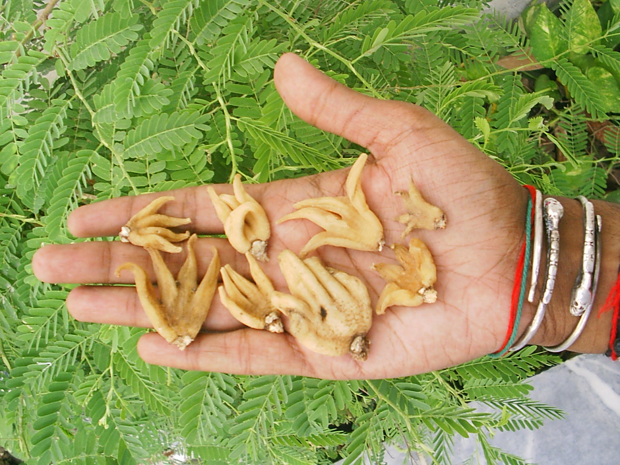 Dawat e Rohaniat ~*~ دعوتِ روحانیت: The Sacred Roots