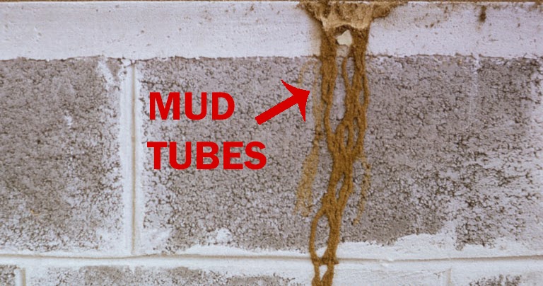 What are the Termite Mud Tubes? Are They Dangerous?