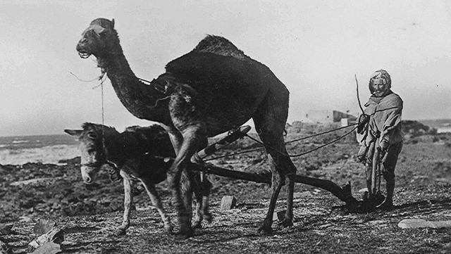 Choosing grace : Unequally Yoked: The story of two donkeys
