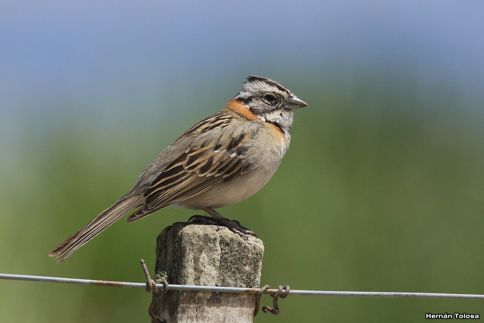 Aves de Argentina: Camino al Filo (noviembre de 2020)
