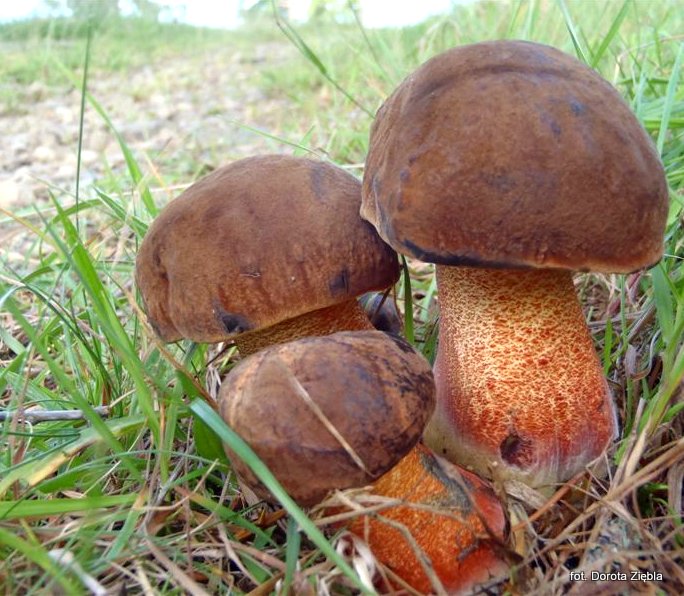 Grzyby gatunkami. Borowik ceglastopory, pociec, pociek, ceglaś ...