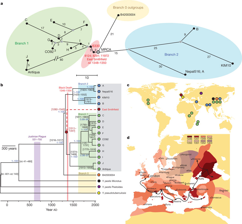 Molecular Anthropology: Mysteries of the Black Death solved by genome ...