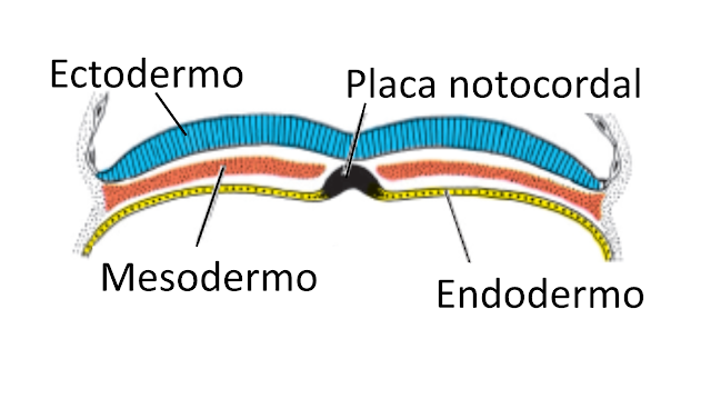 SISTEMA CARDIOVASCULAR GRUPO: 7-13 EMBRIOLOGIA: Capitulo 5: Tercera ...