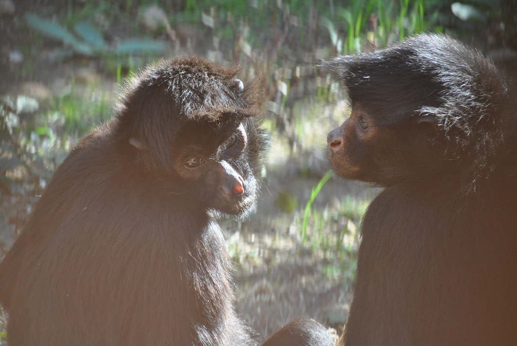ZOOTOGRAFIANDO (6.100 ANIMALS): MONO ARAÑA PERUANO / BLACK-FACED SPIDER ...