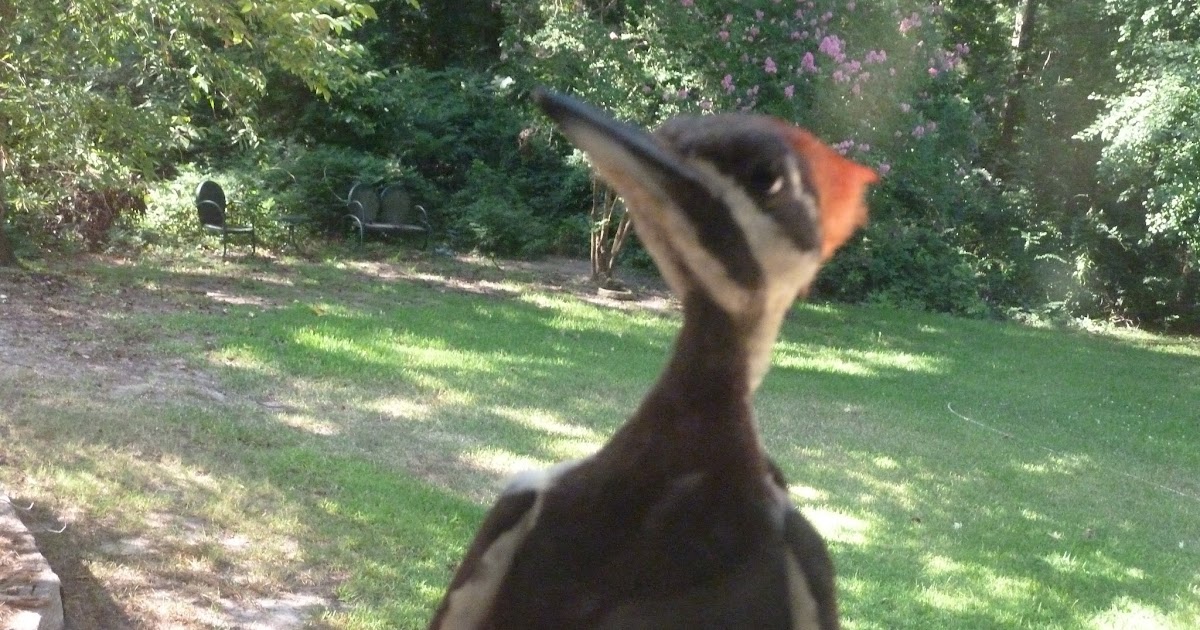 The Wackadoodle: This Bird admiring his reflection and his awesome ...