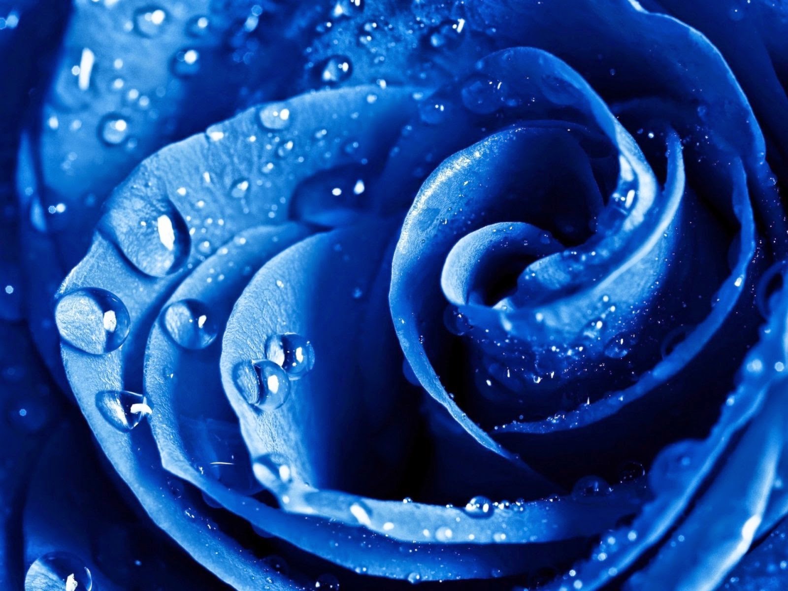 purpura: A PROPÓSITO DE LA ROSA AZUL TRANSGÉNICA