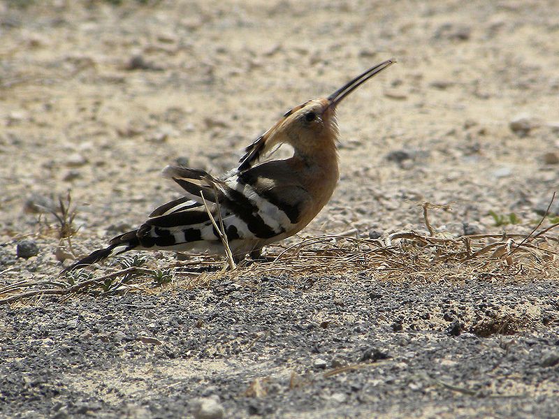 Common Hoopoe - ARUNACHALA BIRDS