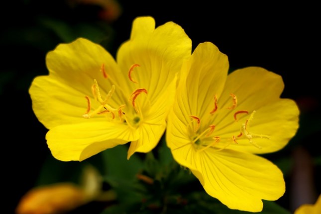 10 Jenis Bunga Terunik Di Dunia - UtakAtikOtak.com