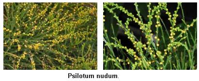 Tumbuhan Paku (Pteridophyta)