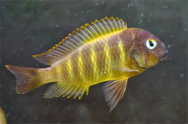 Tropheus'um: Tropheus Pictures-Tropheus Resimleri