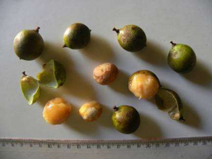 O Verde Gratuito: Pitomba verde