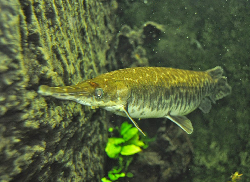 ZOOTOGRAFIANDO (6.100 ANIMALS): PEZ CAIMÁN PINTO / SPOTTED GAR (Lepisosteus oculatus)