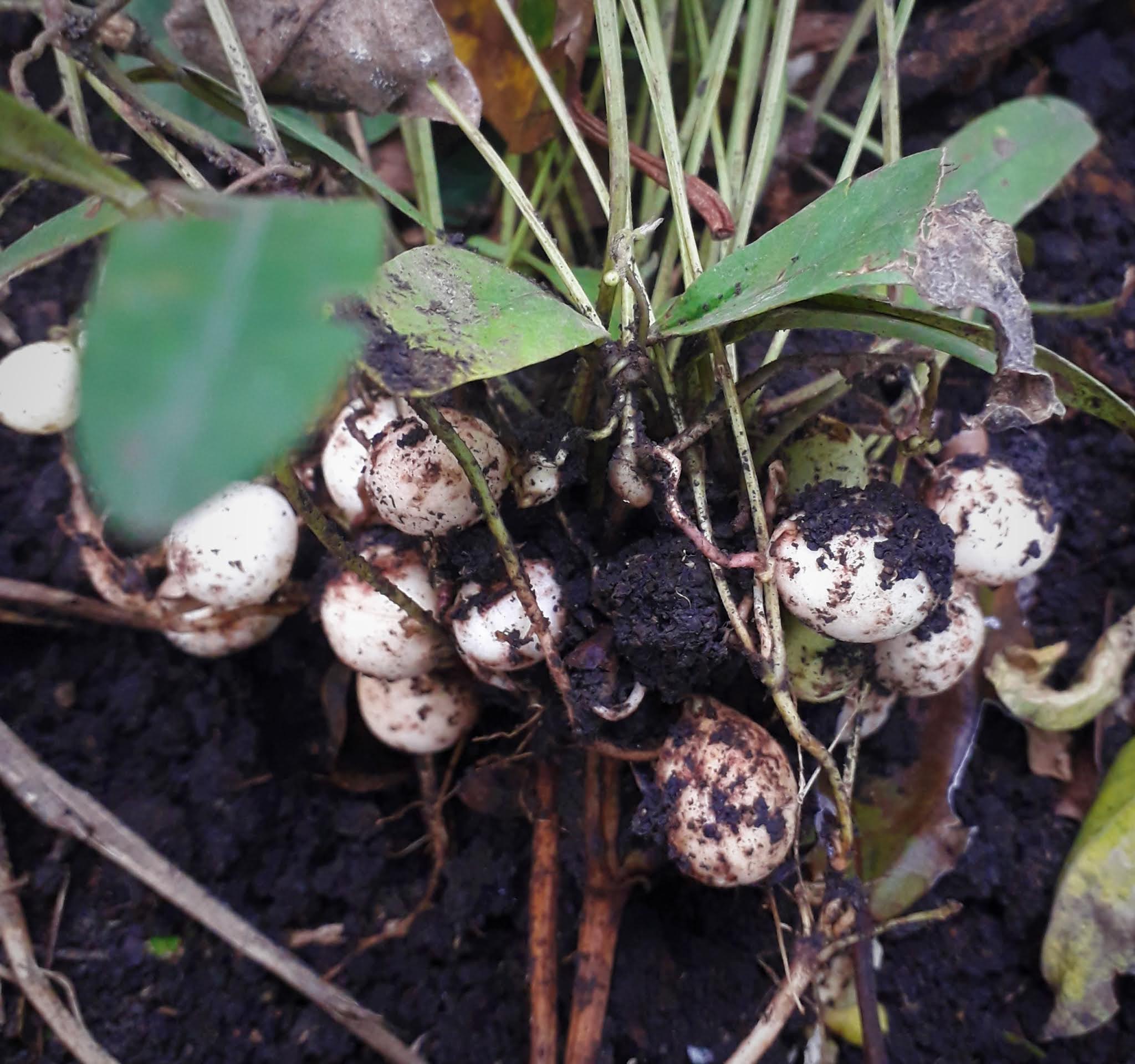 eMalangeni Forest: Indlubu an indigenous ground bean eMalangeni Forest