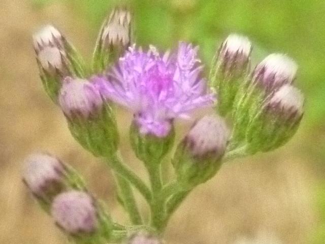 My Sweet Memory: BUNGA RUMPUT