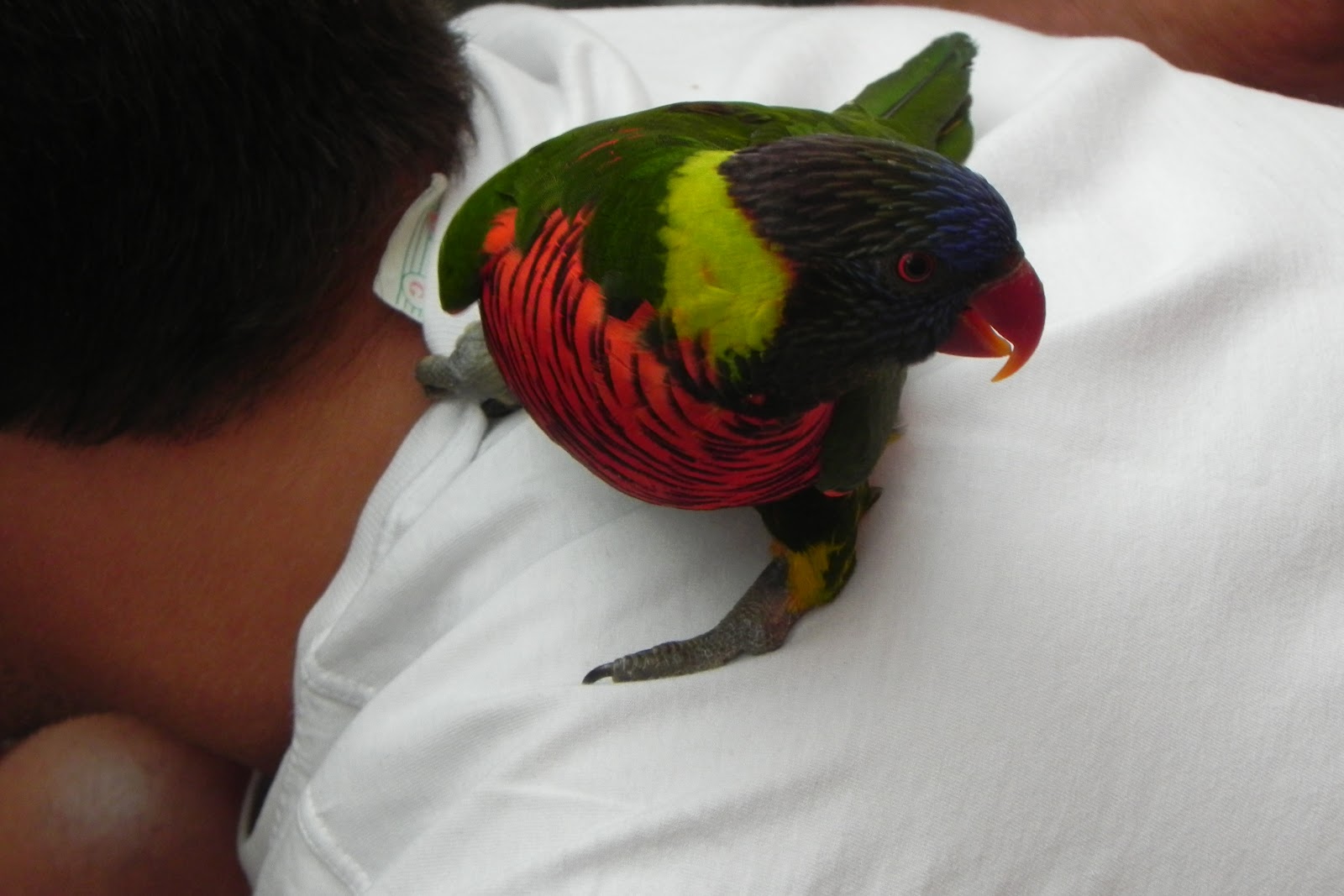 Viveiro Harmonia: LÓRIS ARCO-ÍRIS