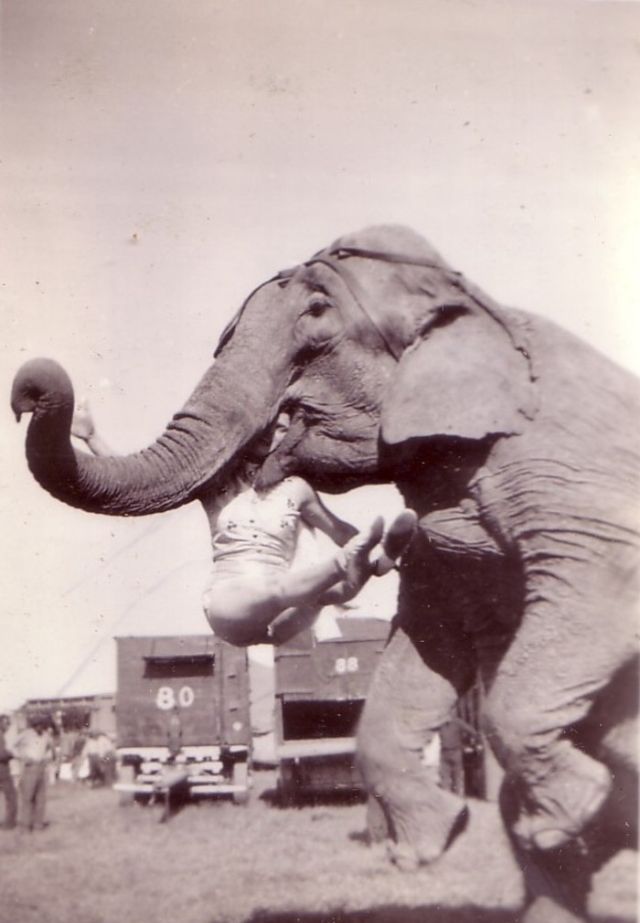 An Elephant Holds a Circus Performer in Its Mouth, 1937 ~ Vintage Everyday