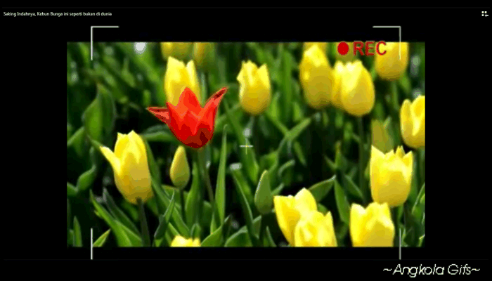 6 Gambar Bunga Tulip Warna Berbeda | Gambar Animasi GIF SWF | DP BBM ...