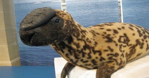 Animales raros en el mundo 26: foca de casco