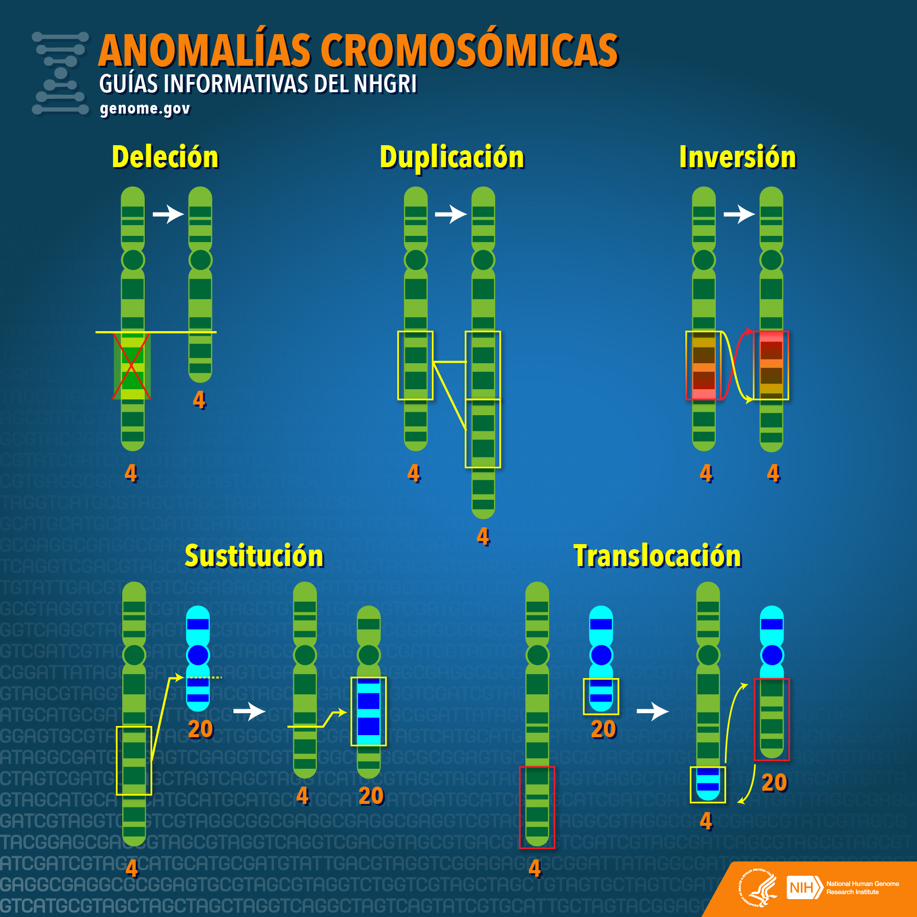 ADN Y ARN: ALTERACIONES CROMOSÓMICAS