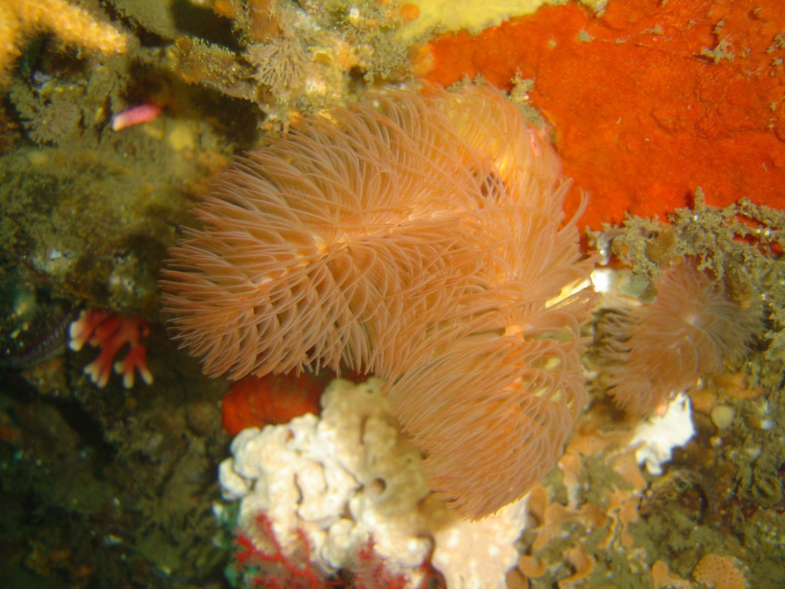 Real Monstrosities: Coco Worm