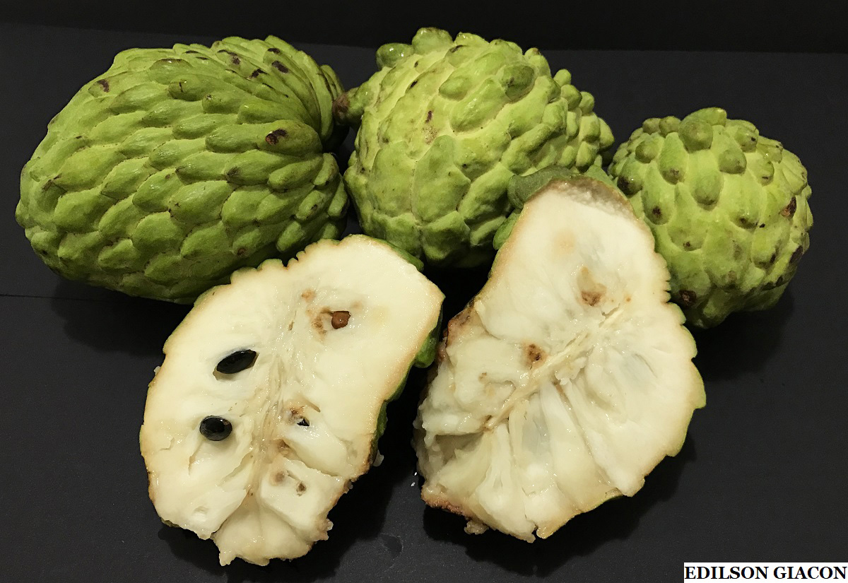 Viveiro Ciprest - Plantas Nativas e Exóticas: Atemoya ou Atemoia ...