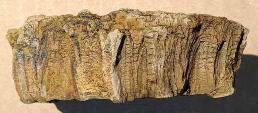 Louisville Fossils and Beyond: Cone-In-Cone Structures