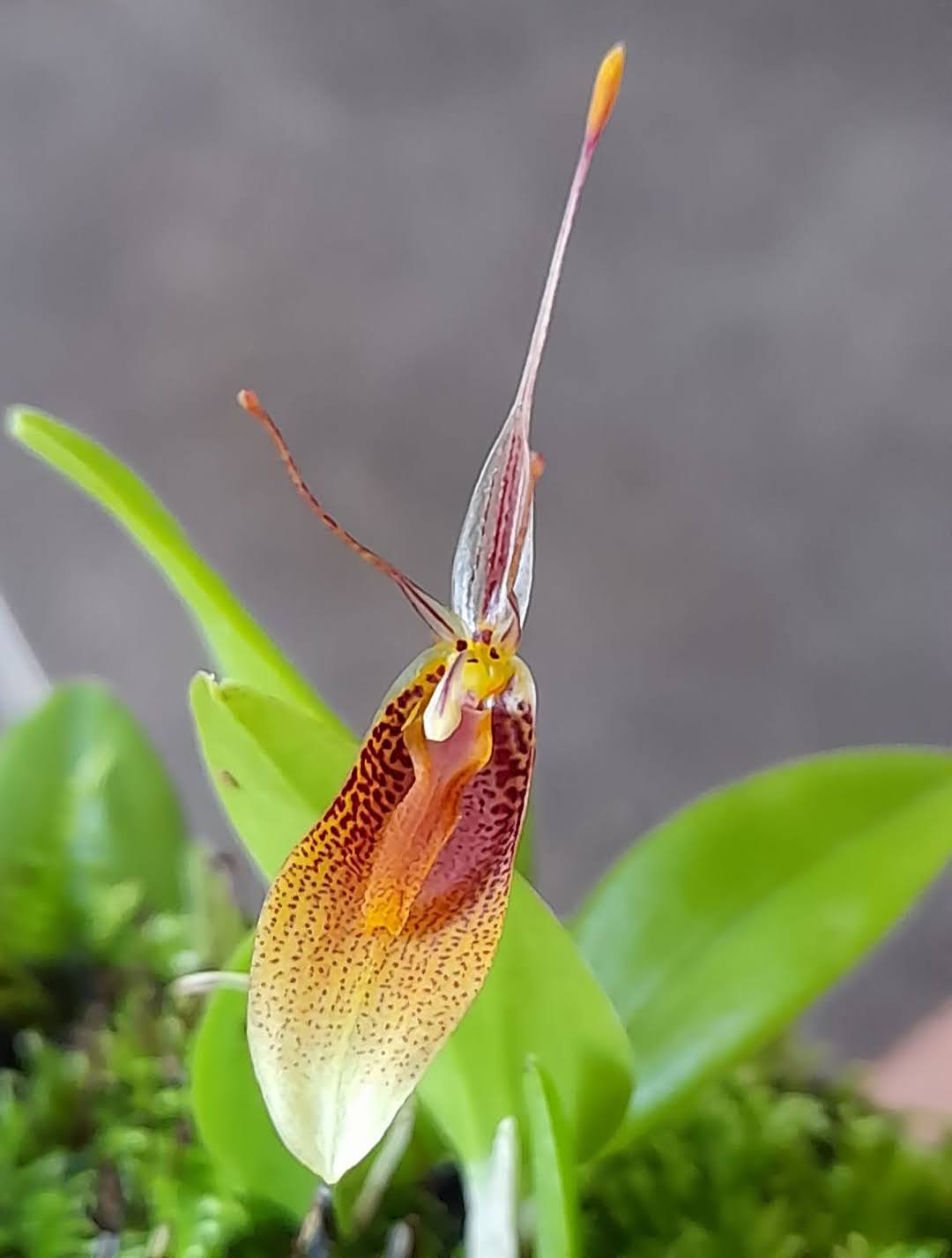 Restrepia trichoglossa
