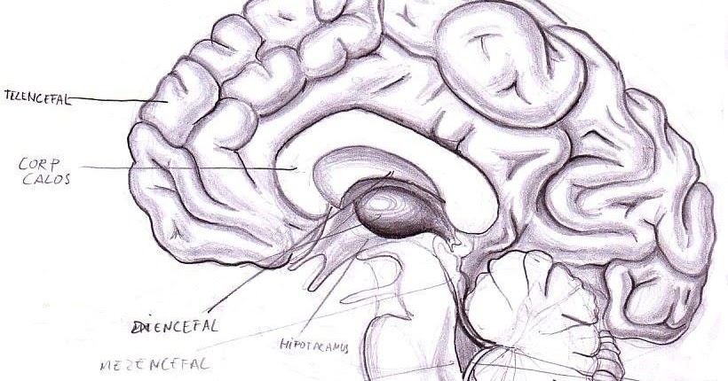 Anatomia creierului uman