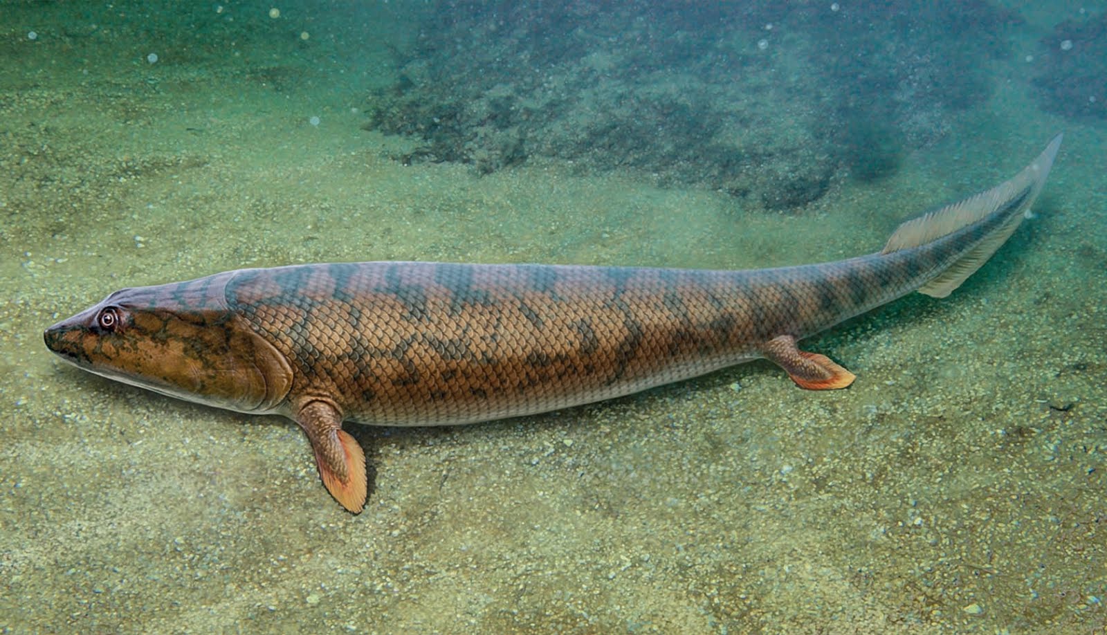 Blog de la Vida Prehistórica: Panderichthys