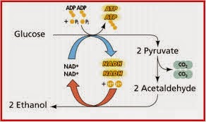 Tahapan Fermentasi Asam Laktat dan Fermentasi Alkohol (Respirasi Anaerob) - Biologi Edukasi ...