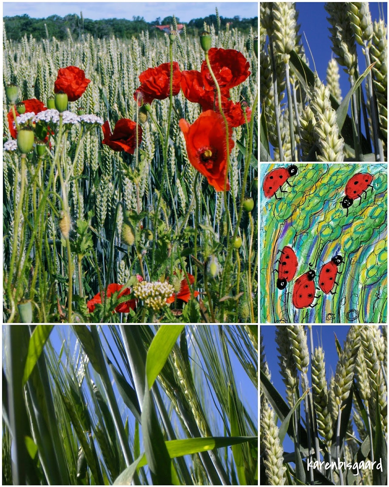 Karen`s Nature Photography: Wheat Crop Photo Collage.