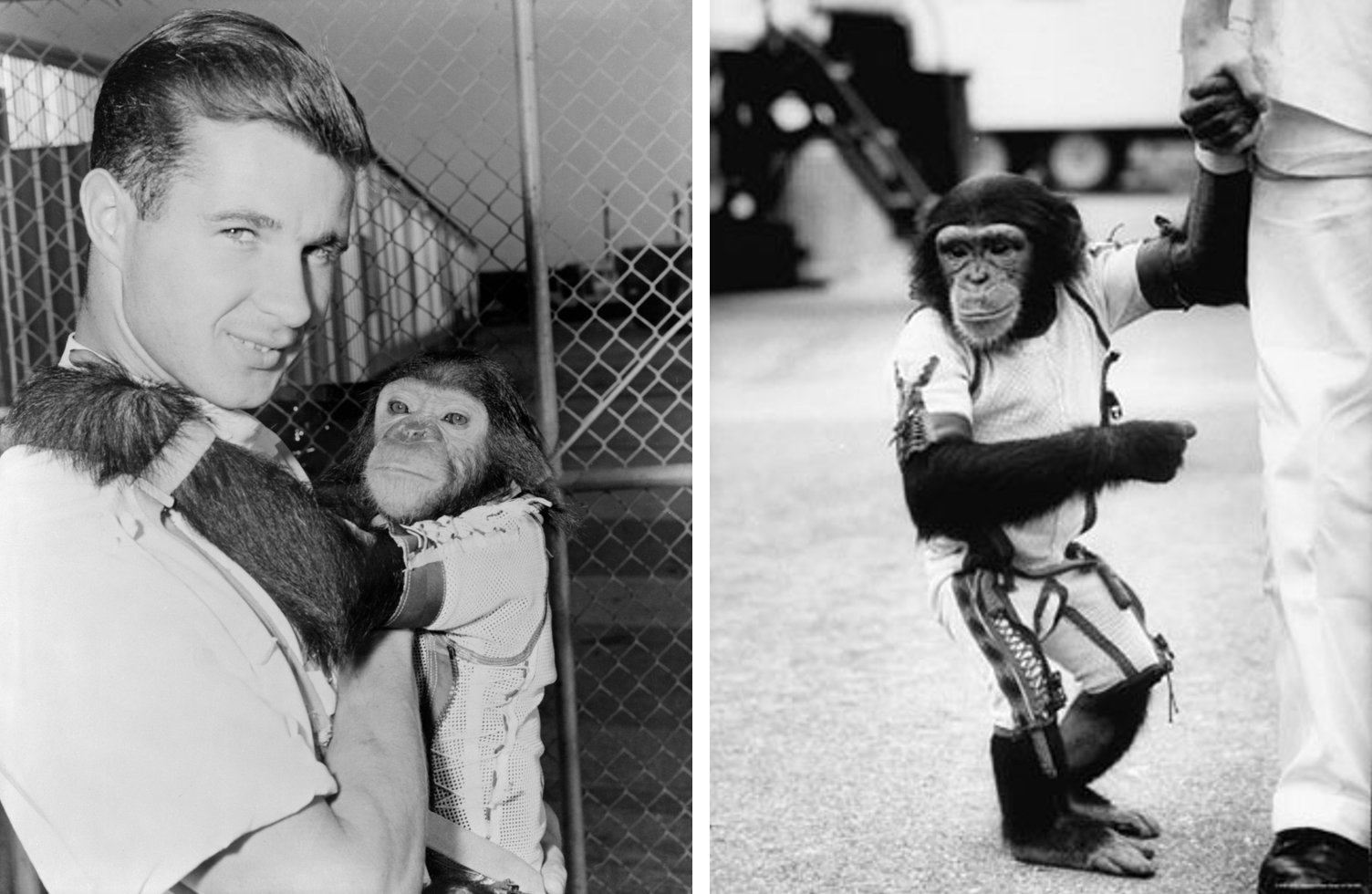 Enos the Astrochimp and Enos the Cartoon Character - Astronomical Returns