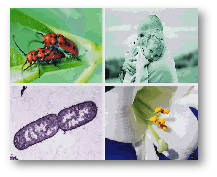 EduTech: Characteristics of Living Things