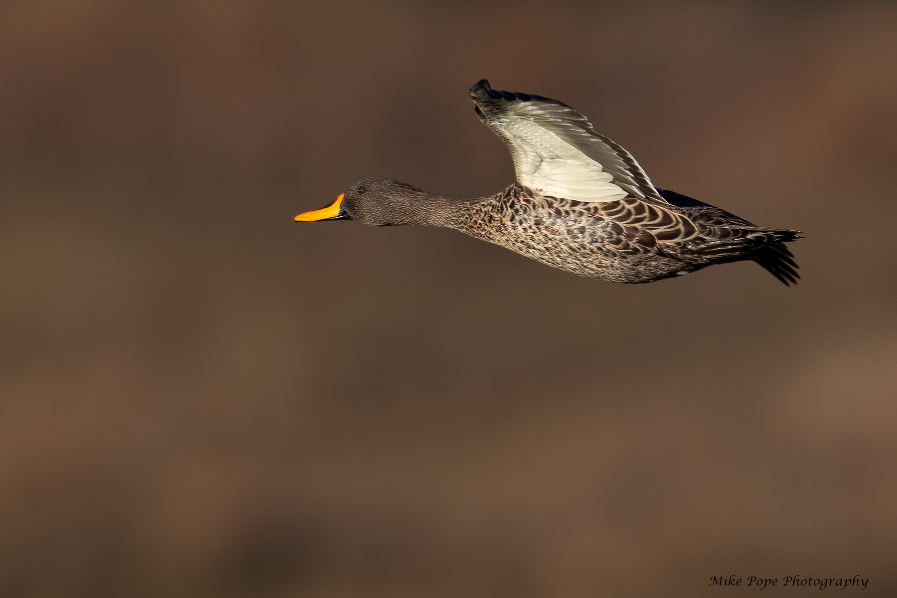 Birding | Photography | Adventure: Midrand Waterfowl