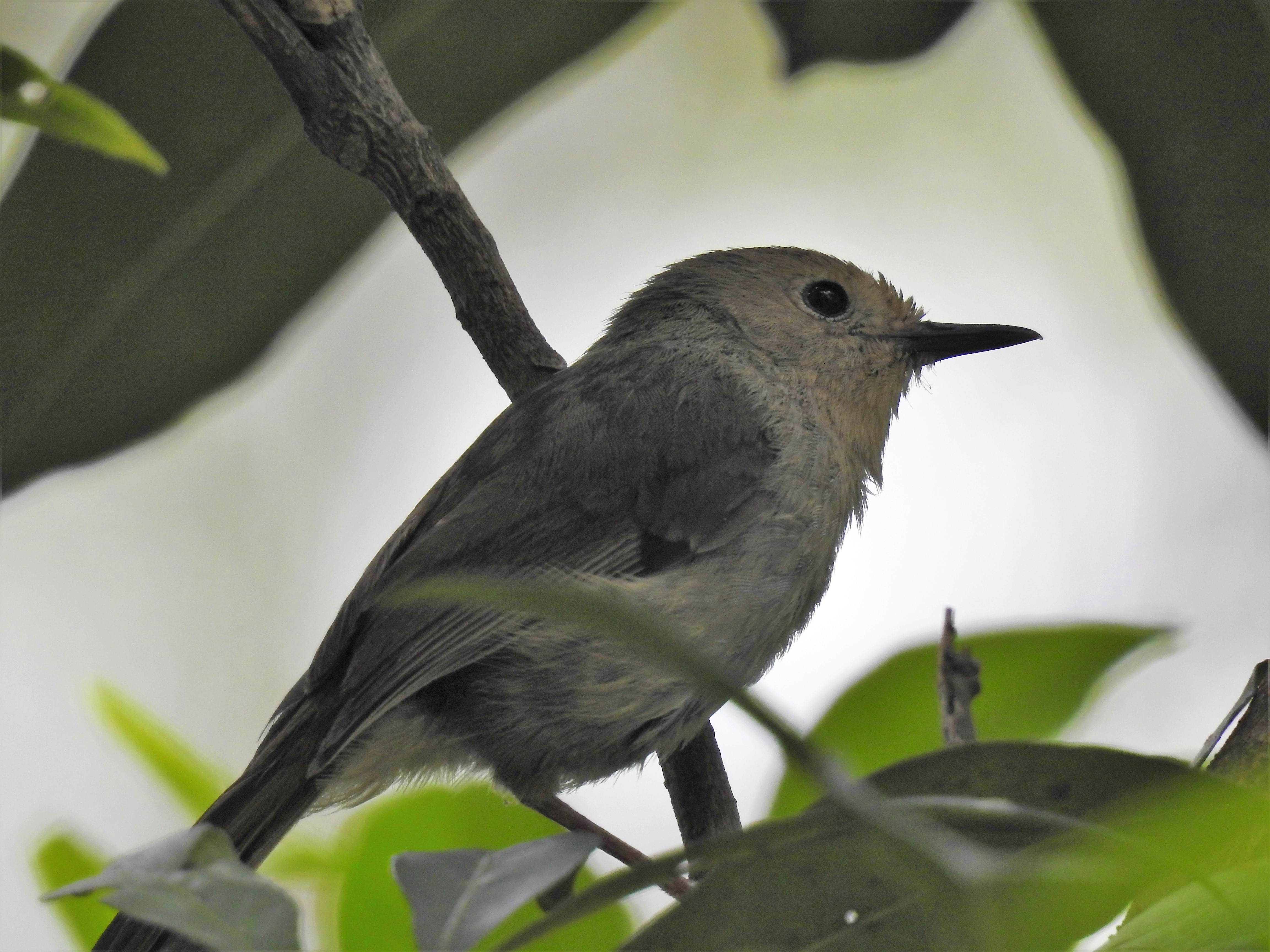 Birding - Tweed Heads - Australia: Tweed Bird List with Photos