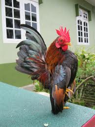 penjagaan haiwan peliharaan: Ayam Serama / Katek