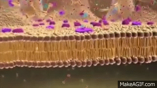 Biología1 C201: Transporte de Sustancias