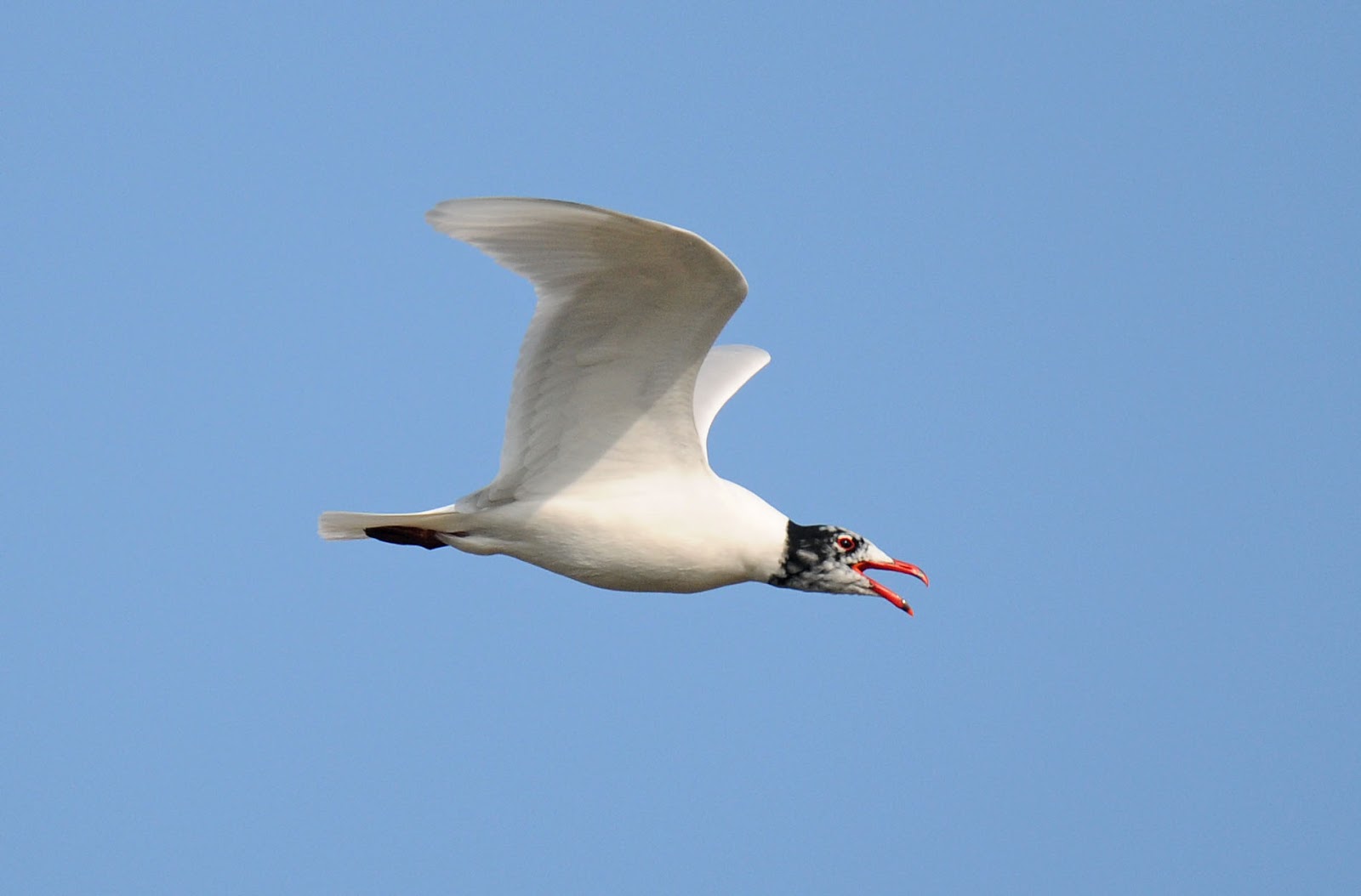 Bill's Birding: Mediterranean Gulls