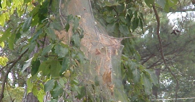 Gardening in Gwinnett: Strange Webs in Trees: The Work of Fall Webworms
