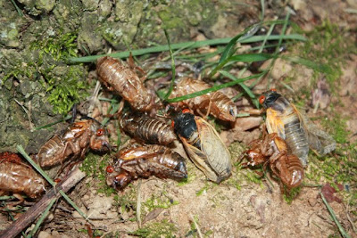 Life Through A Lens: Brood XIX Periodical Cicada 2011