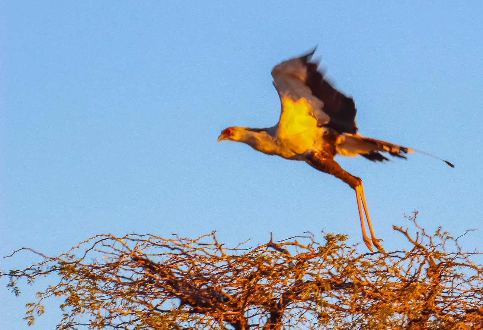 Cannundrums: Secretary Bird