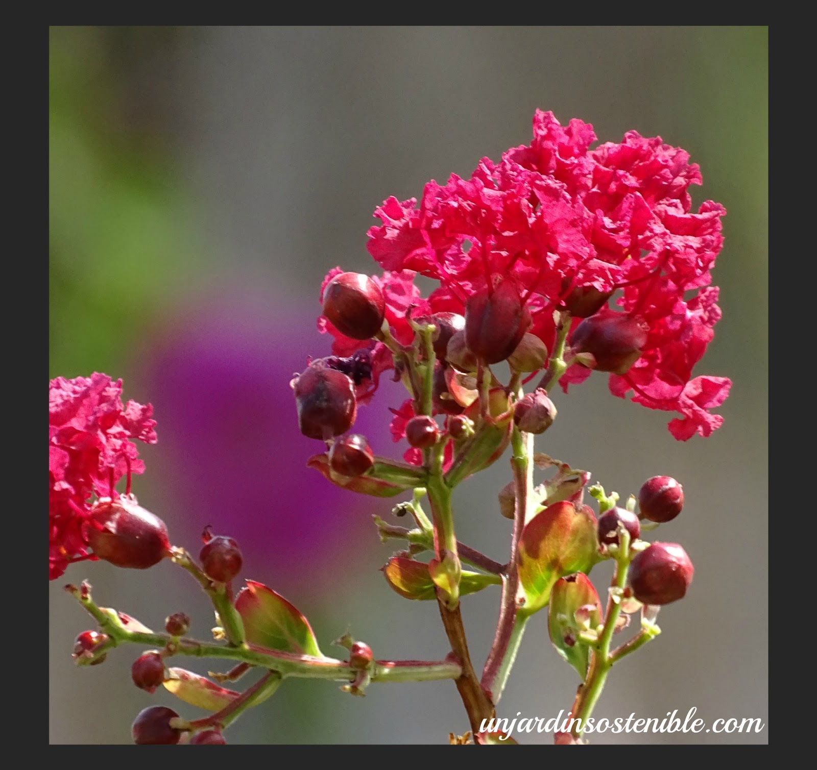 Lagerstroemia-Indica (Árbol de Júpiter)