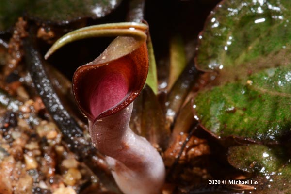 The rainforests of Borneo & Southeast Asia: New hybrid of Cryptocoryne ...